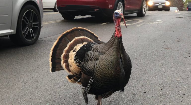 Who’s the turkey in the casual carpool line? | Piedmont Exedra