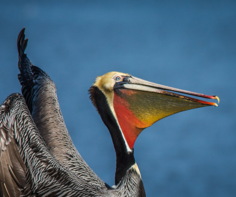 Birding festival begins at Point Reyes | Piedmont Exedra