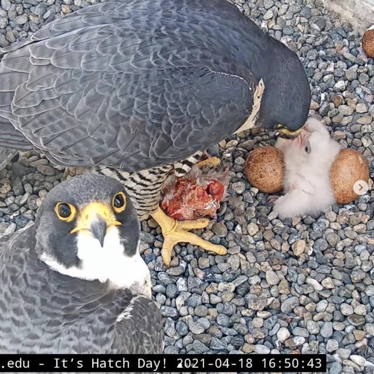 Famed Berkeley peregrine falcon found dead | Piedmont Exedra