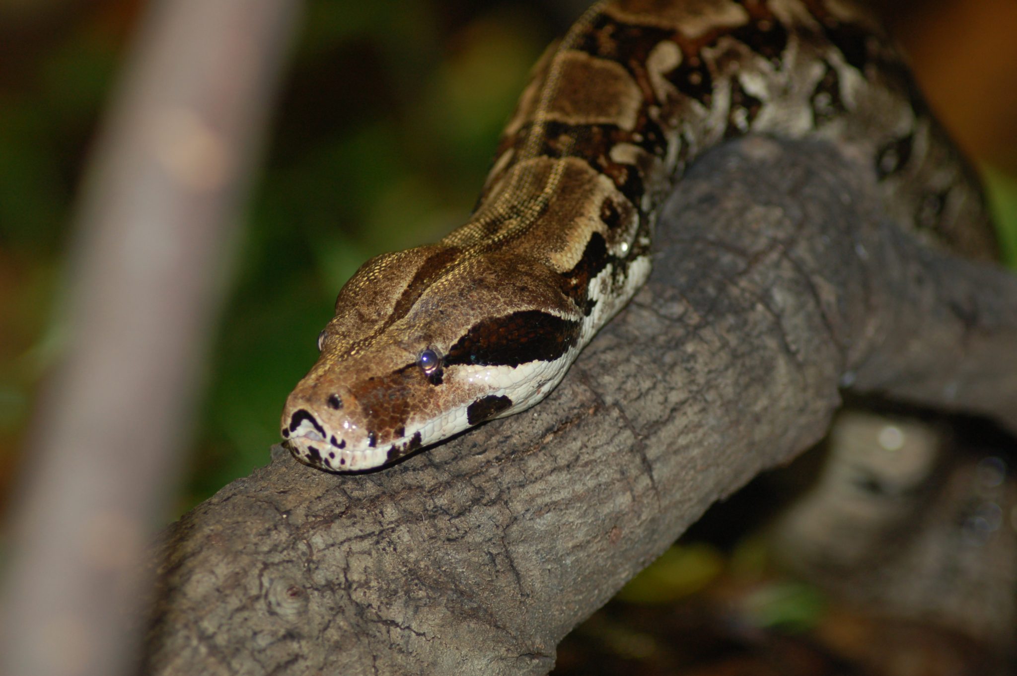 Snake presumed to be boa constrictor spotted in regional park ...