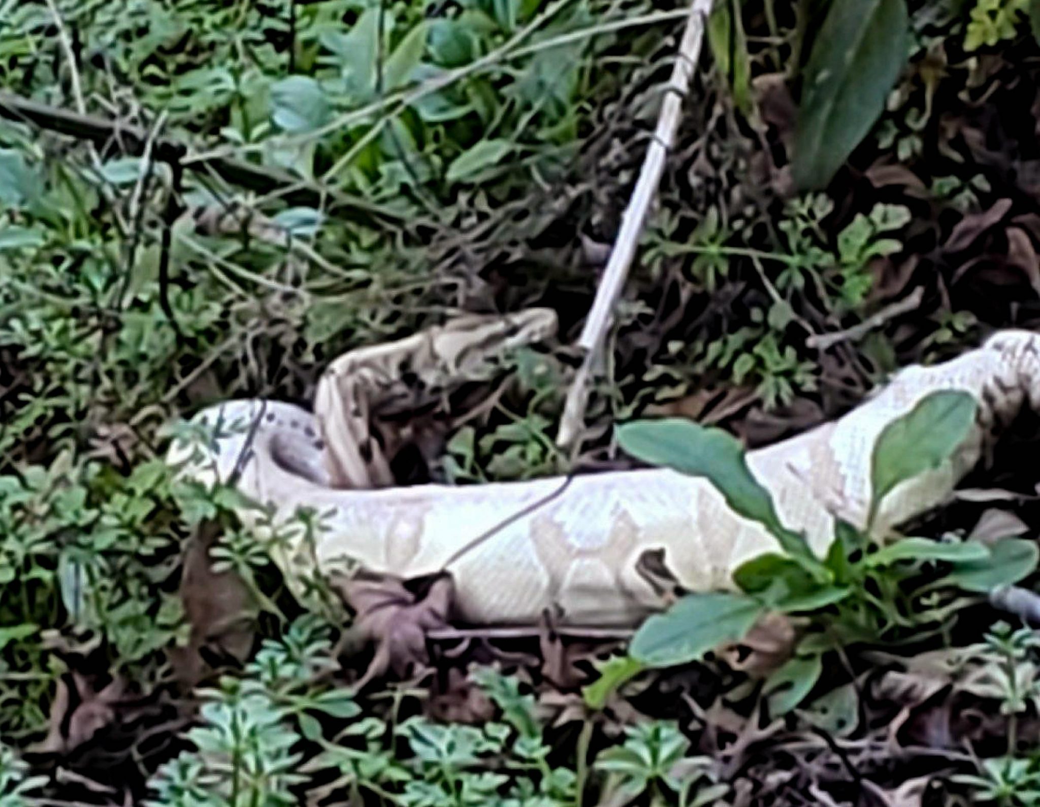 Snake presumed to be boa constrictor spotted in regional park ...