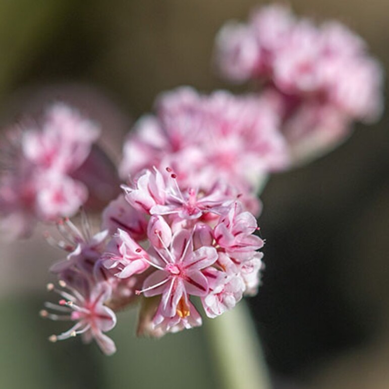Rare, endangered plant found in new Mount Diablo location | Piedmont Exedra