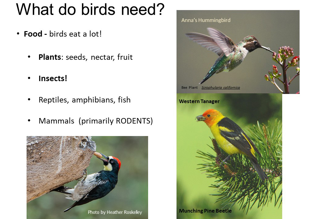 Naturalists share tips for bird-friendly gardens | Piedmont Exedra