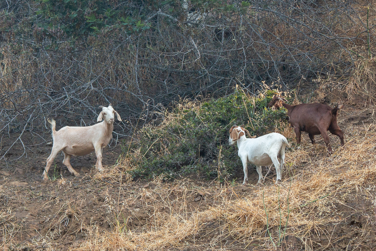 Photos | Goats arrive to help city prep for wildfire season | Piedmont ...