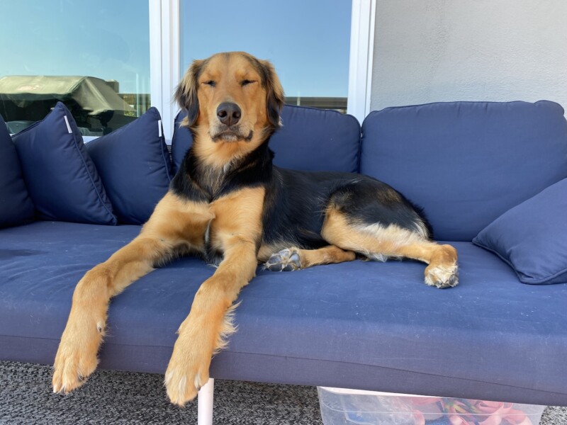 Who’s that Good Dog? | Piedmont Exedra