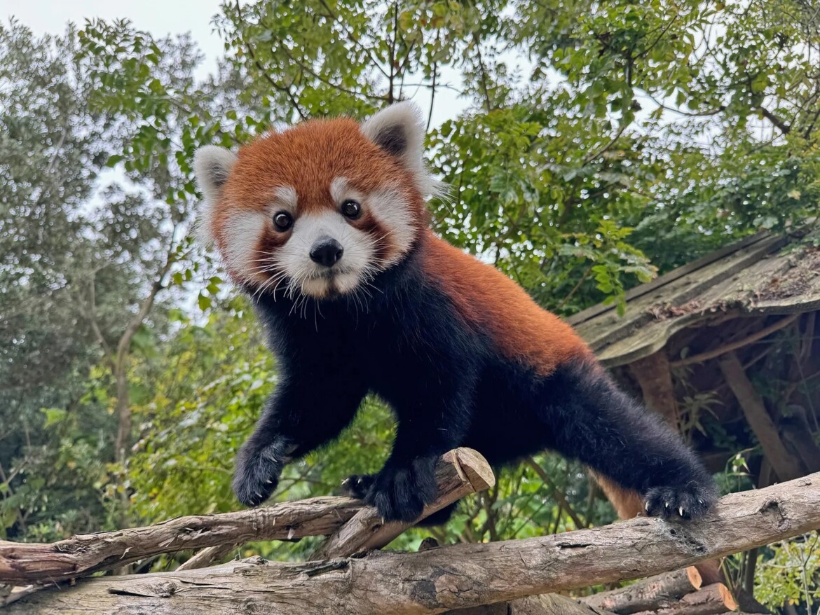 San Francisco Zoo welcomes endangered young female red panda named ...