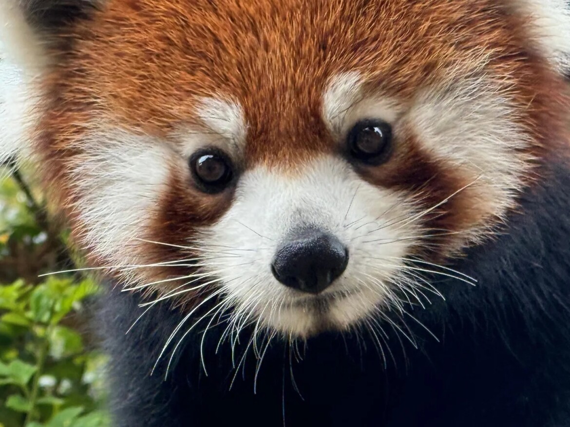San Francisco Zoo welcomes endangered young female red panda named ...