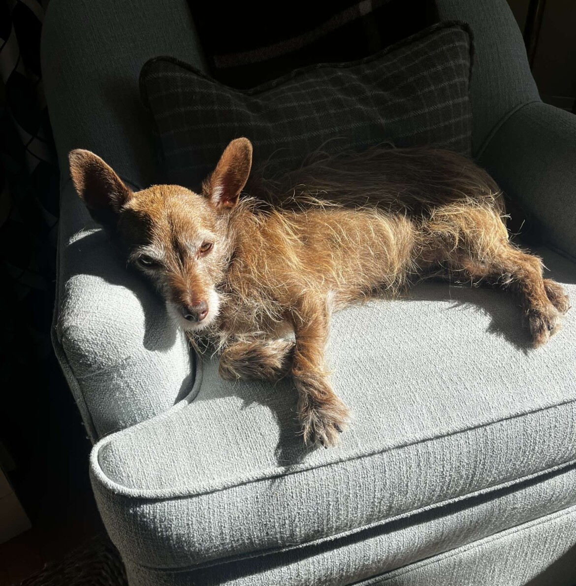 Who’s that Good Dog? | Piedmont Exedra