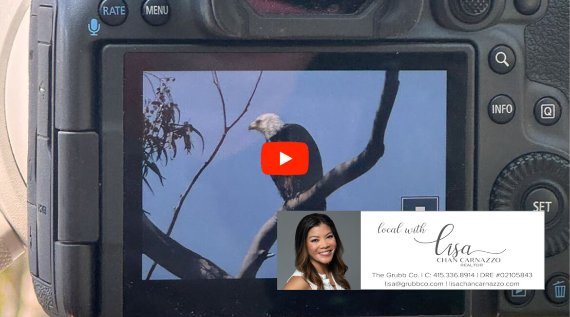Local with Lisa | Where eagles soar | Piedmont Exedra
