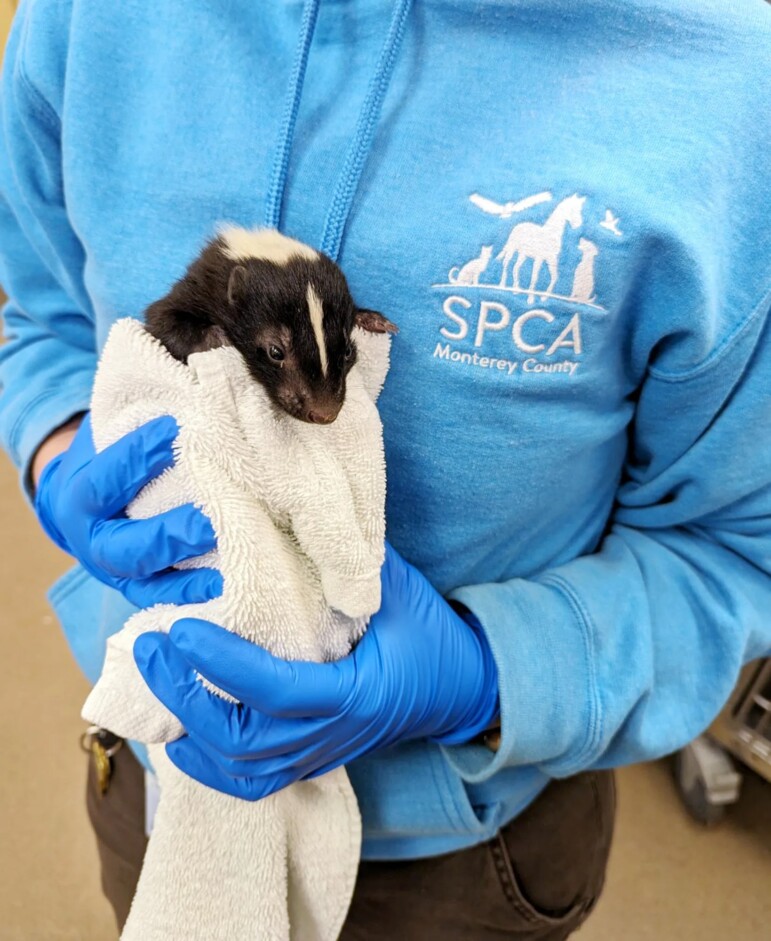 SPCA Monterey County wildlife center sets record with 172 wild animal ...