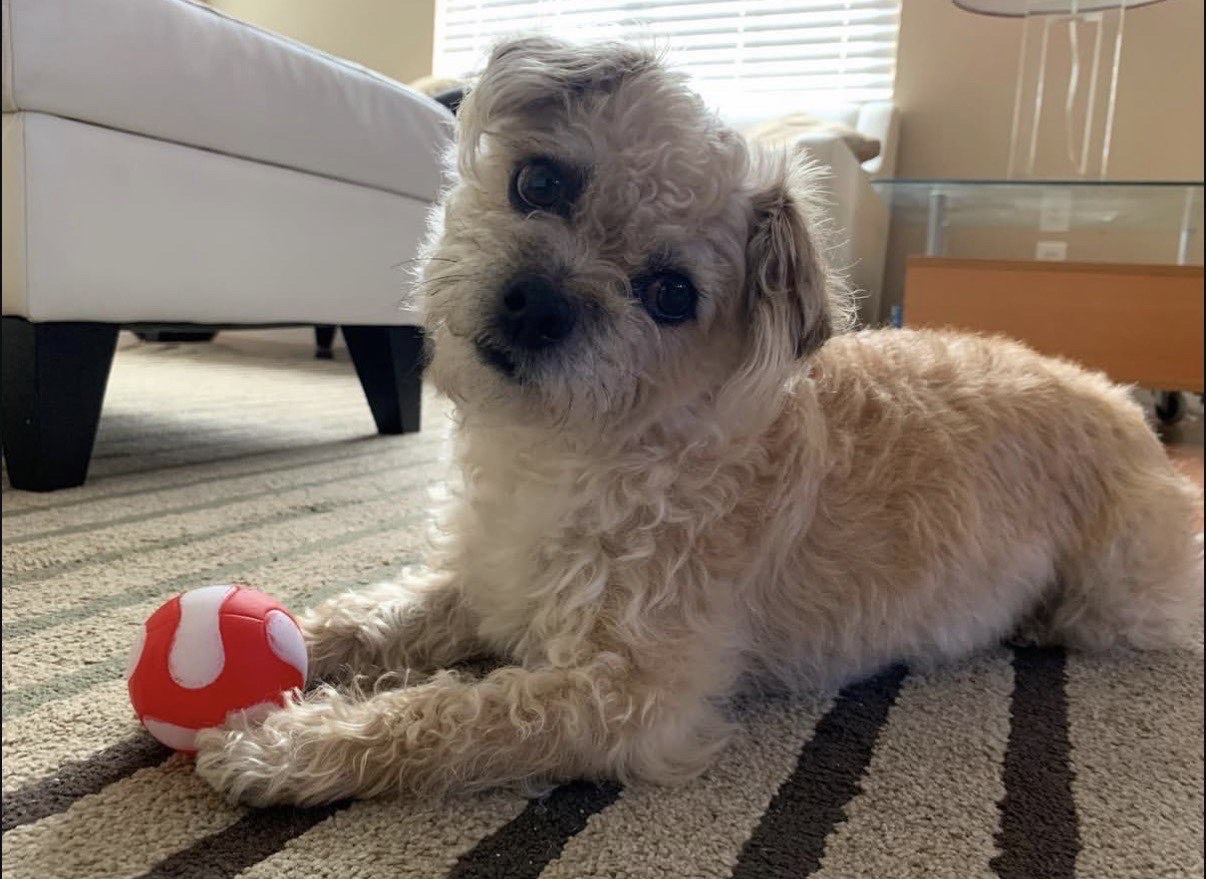 Who’s That Good Dog? | Piedmont Exedra