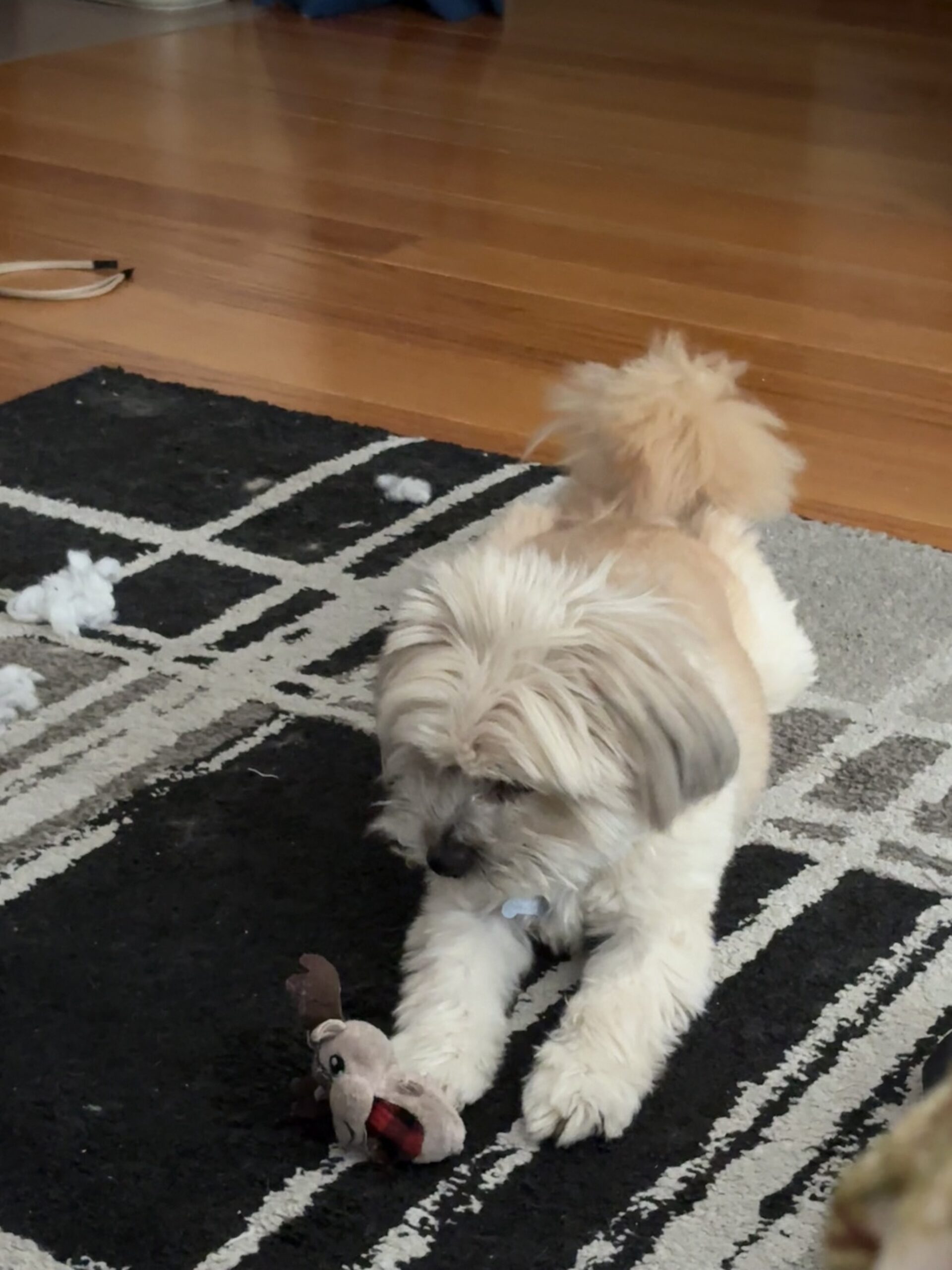 Who’s That Good Dog? | Piedmont Exedra